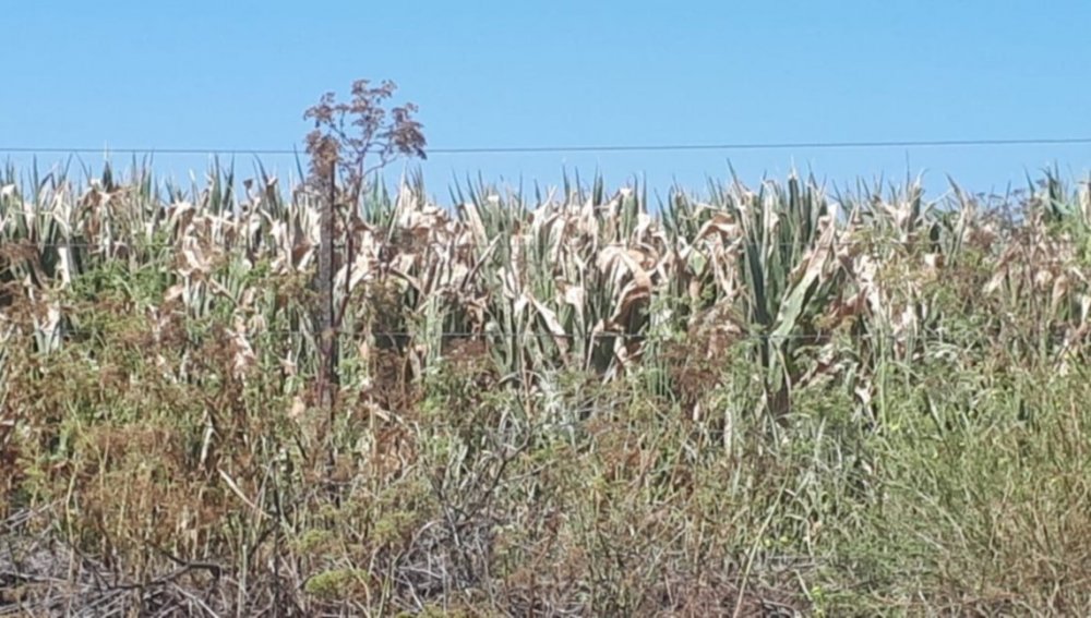 En Junín Más De 15 000 Hectáreas De Maíz Se Vieron Duramente Afectadas