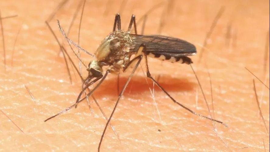 Confirman el primer fallecido por encefalomielitis equina en la ... Confirman el primer fallecido por encefalomielitis equina en la ...