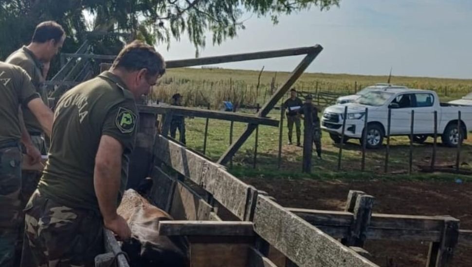 En un campo del partido de General Pinto recuperaron toros robados de ...